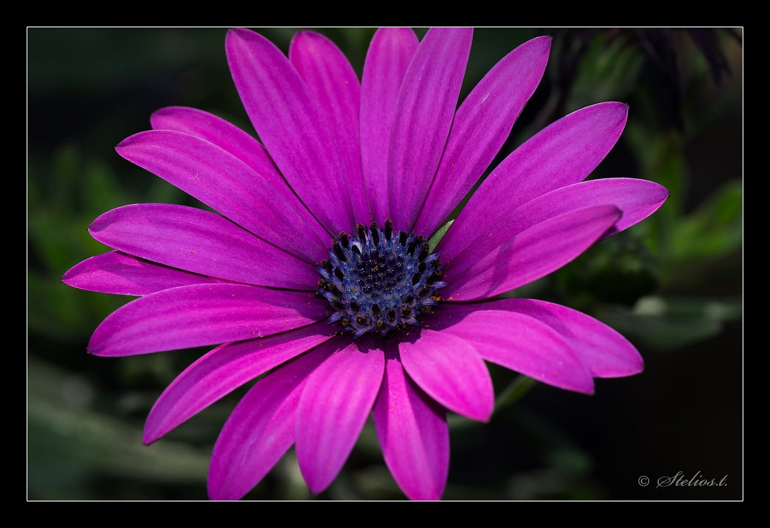 Purple daisy - PentaxForums.com